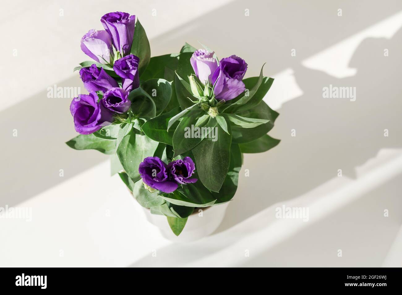 Top view of beautiful blue potted flower eustoma Stock Photo - Alamy