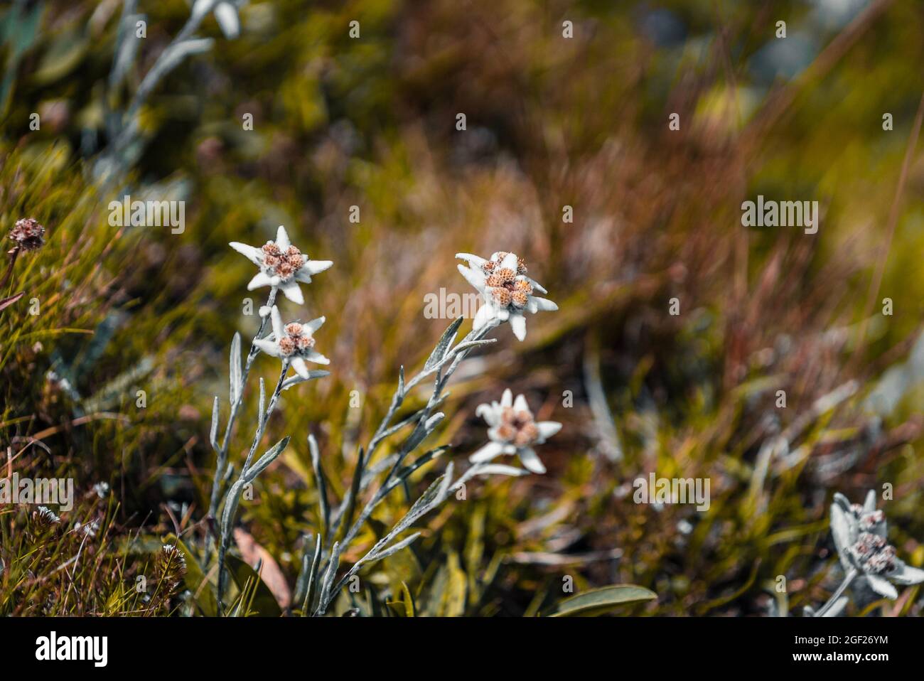 Edelweiss in the austrian mountains Stock Photo - Alamy