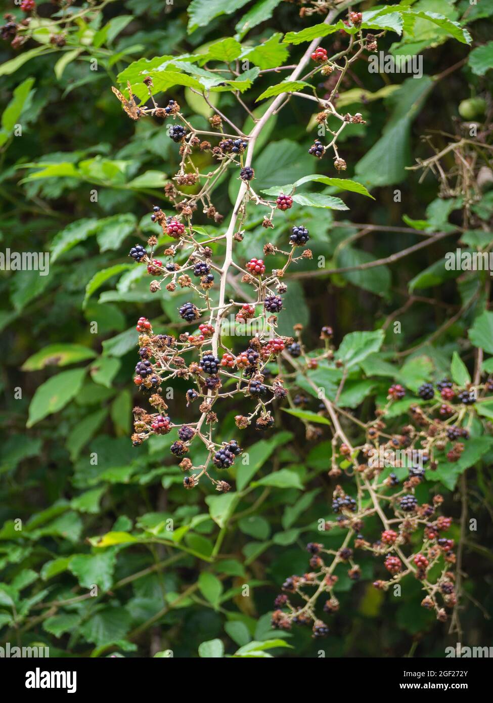 Collection of wild fruit hi-res stock photography and images - Alamy