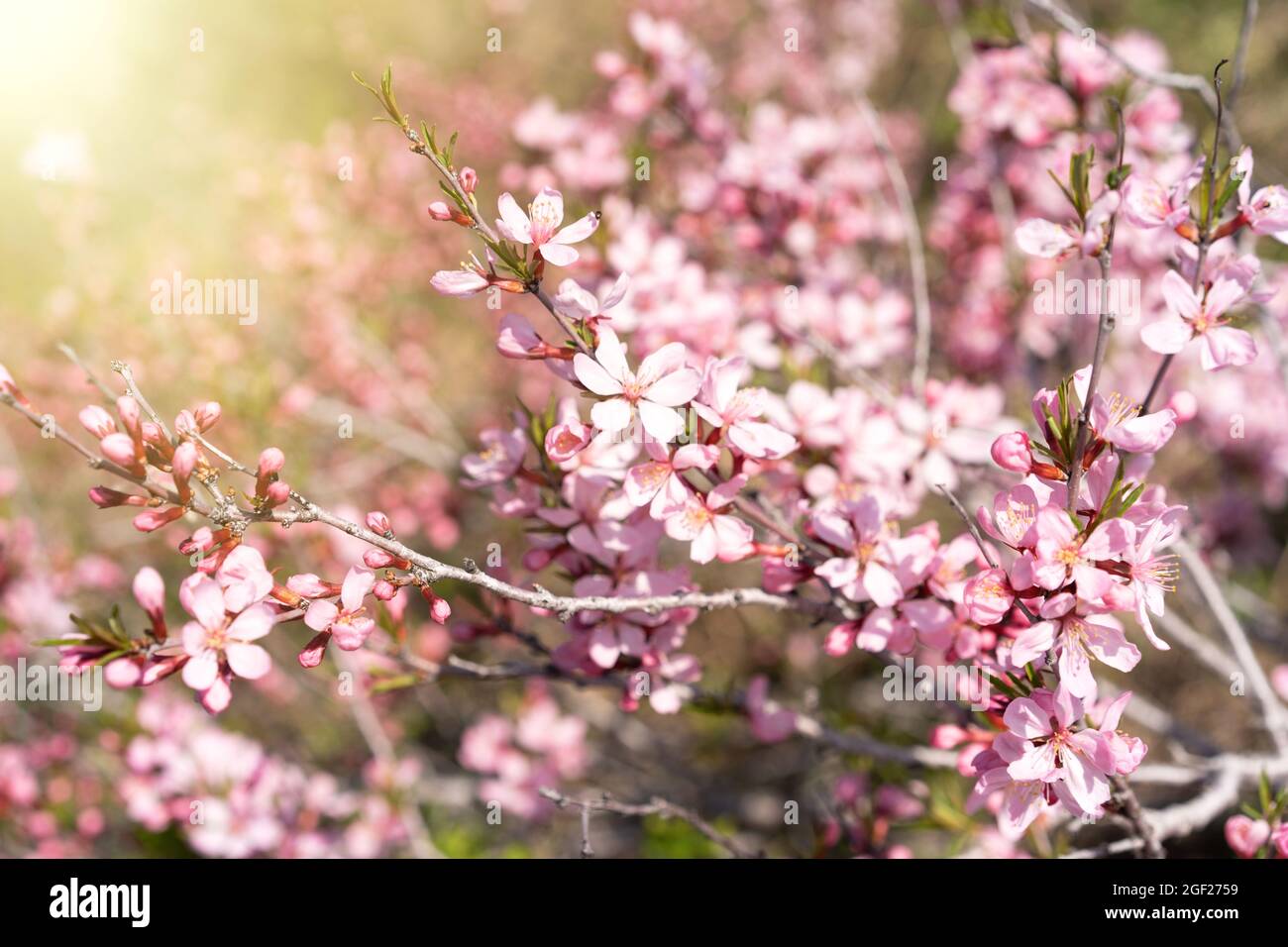 Wild Pink almond bloom, Spring time, Selected focus Stock Photo - Alamy