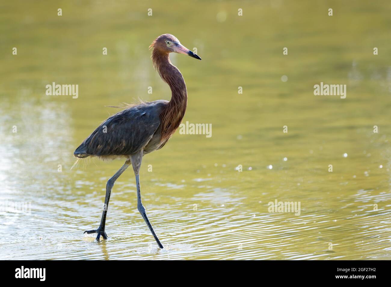 Reddish egret (Egretta rufescens) walking in shallow water, Bonaire ...