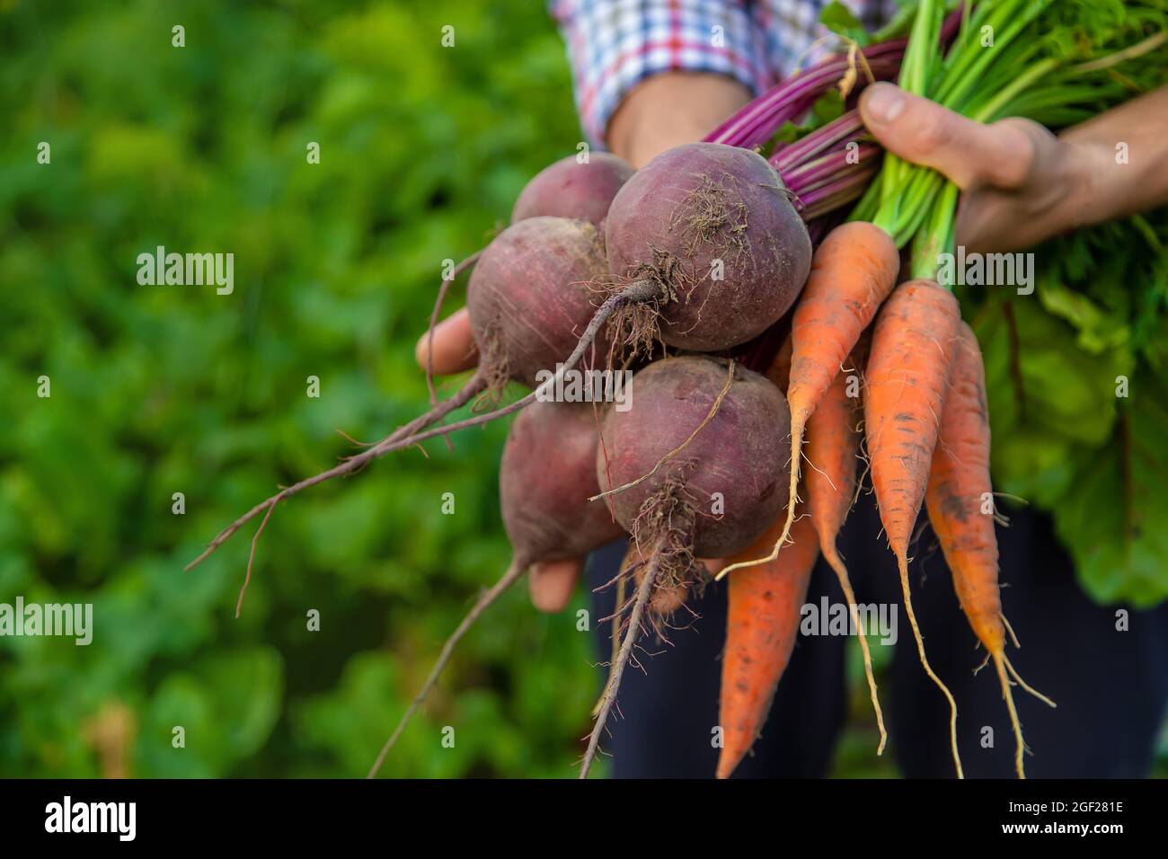 Man farmer holds beets hi-res stock photography and images - Alamy