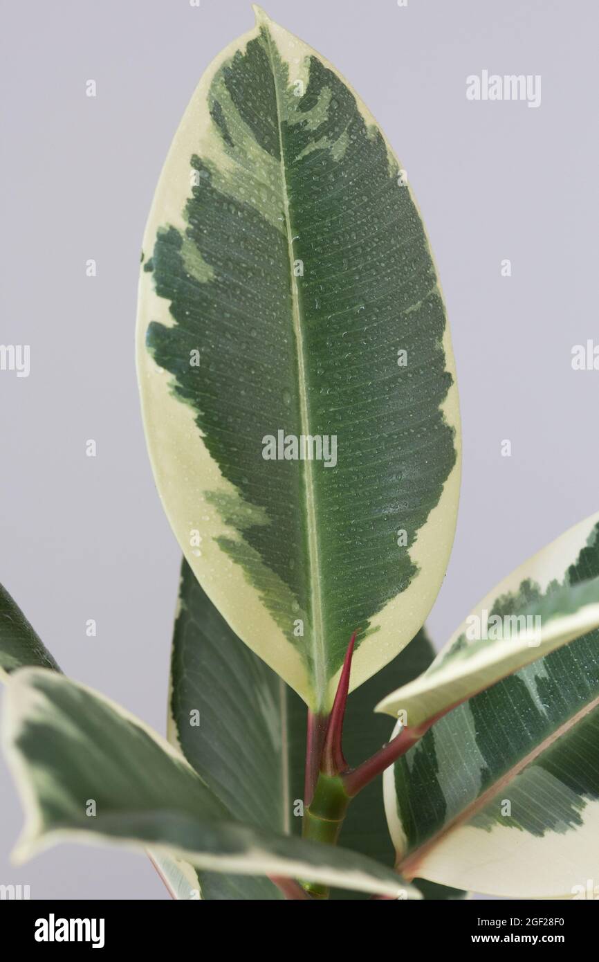 New sprout and one big leaf with water drops of variegated Ficus shrub ...