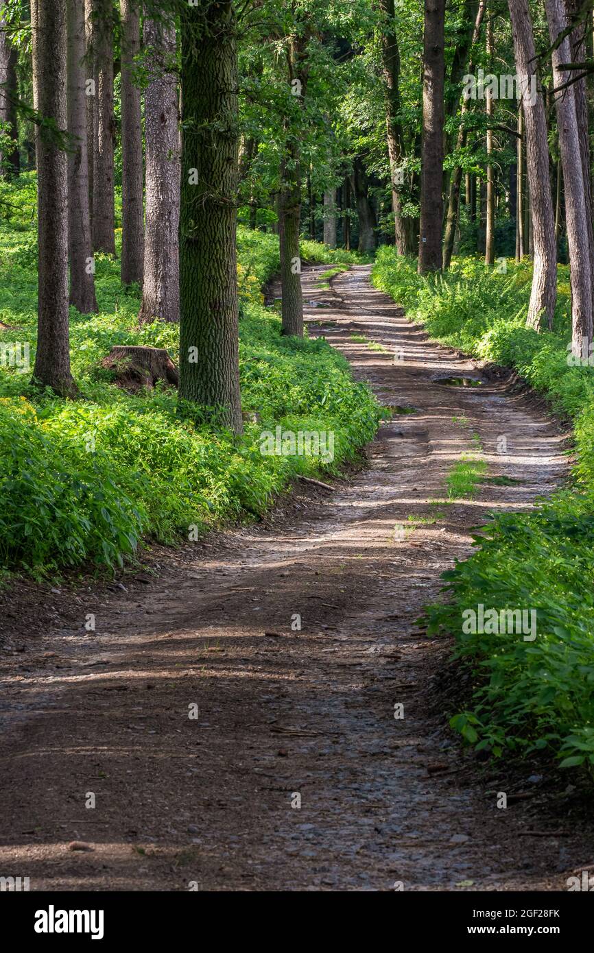 Walking path in forest. Forest road Stock Photo - Alamy