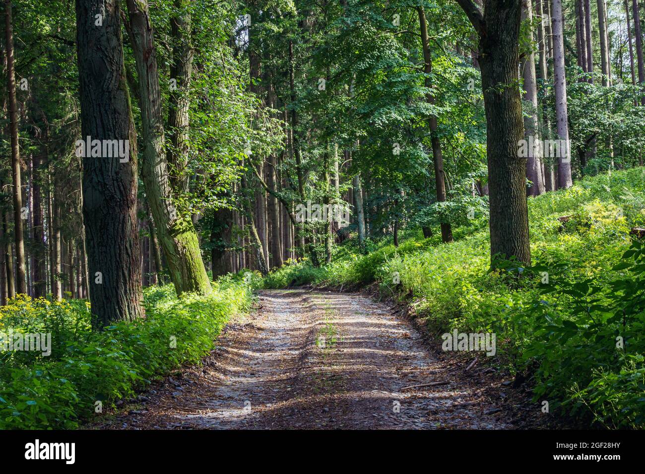 Walking path in forest. Forest road Stock Photo - Alamy