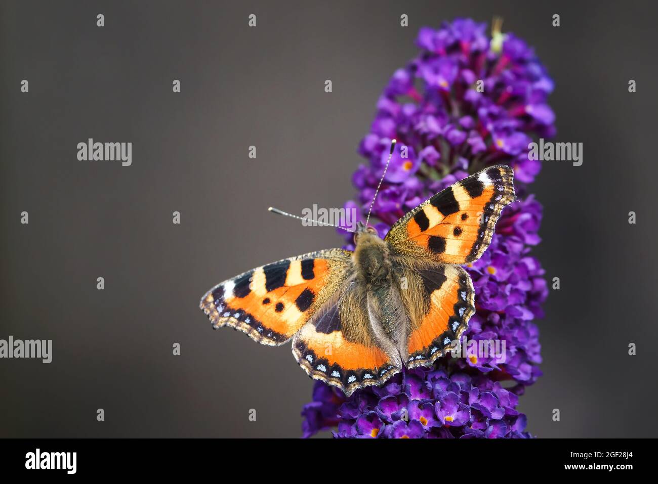 Orange Tortoiseshell butterfly (Aglais urticae) feeding on Buddleia ...