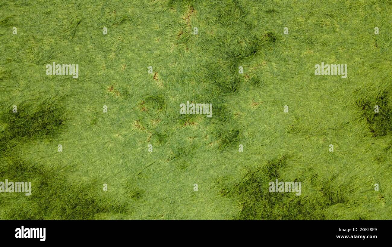 Folded field grass after heavy rain on a farm land Stock Photo - Alamy