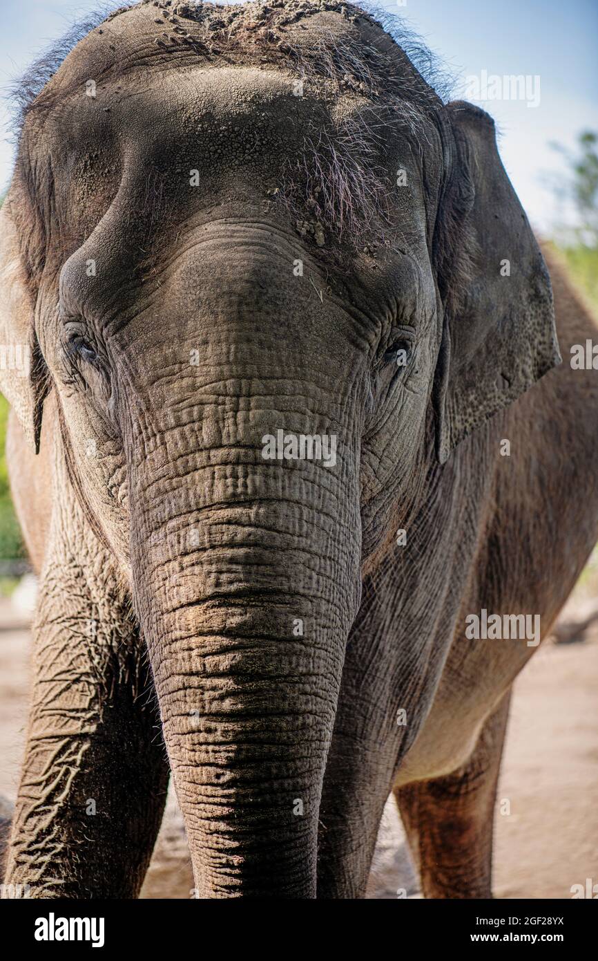 a portrait of an elephant Stock Photo - Alamy