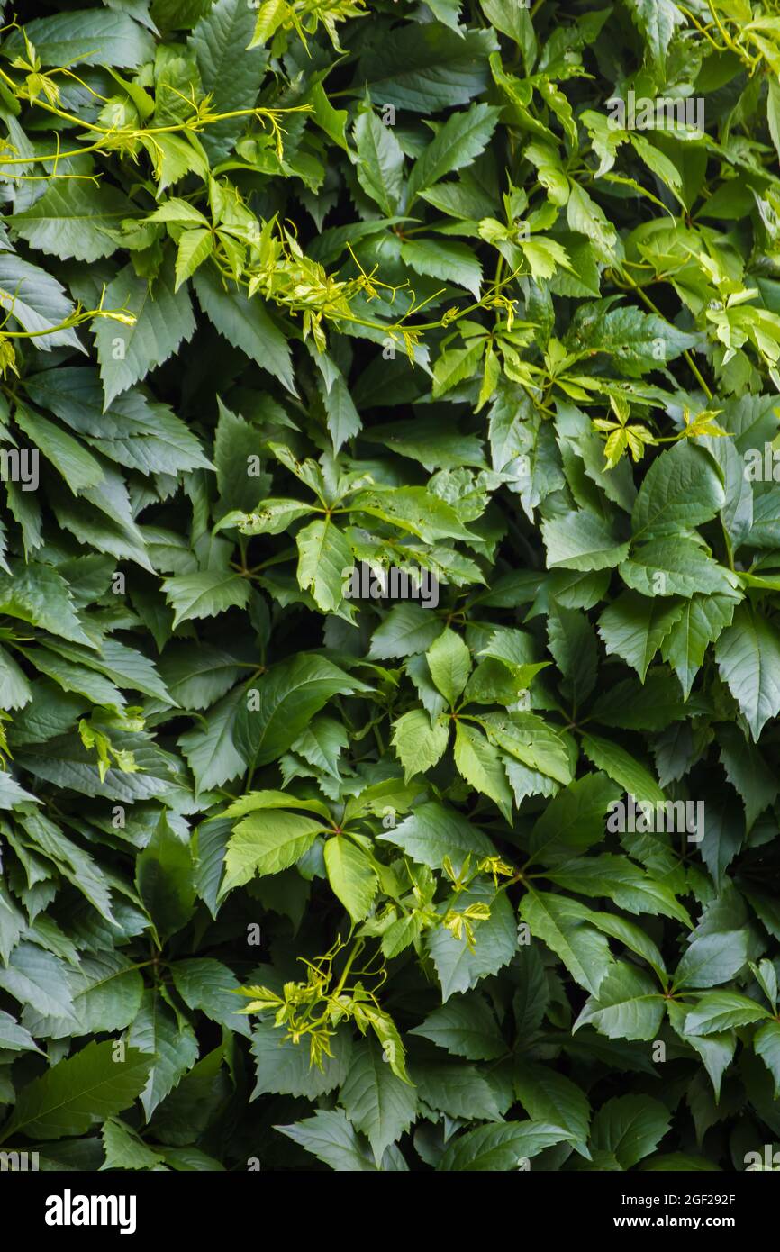 Beautiful background from dark green leaves. Abstraction from greening ...