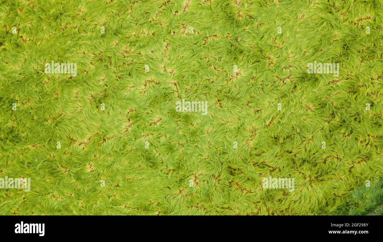 Folded field grass after heavy rain on a farm land Stock Photo - Alamy