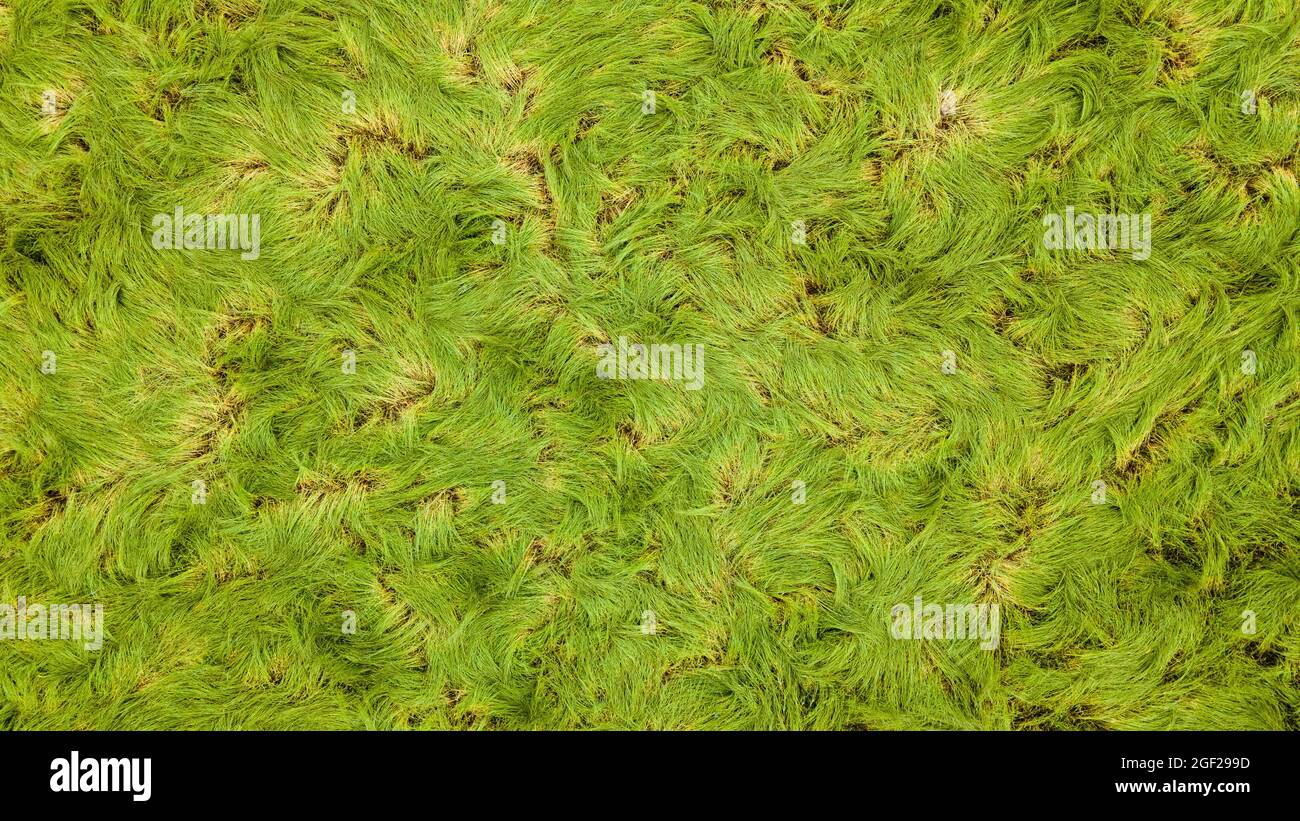 Folded field grass after heavy rain on a farm land Stock Photo - Alamy