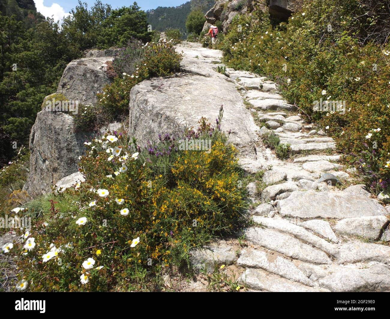 Man walking up old paved mule track in the Tavignano valley, Corte ...