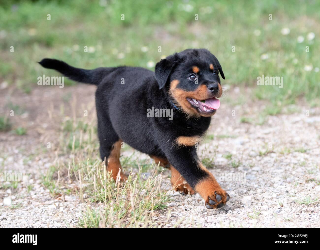 puppy rottweiler running in the garden in summer Stock Photo - Alamy