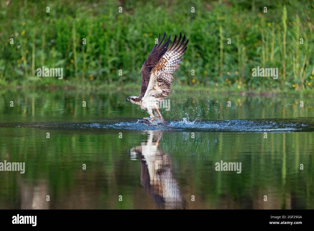 Catching a fish hi-res stock photography and images - Alamy