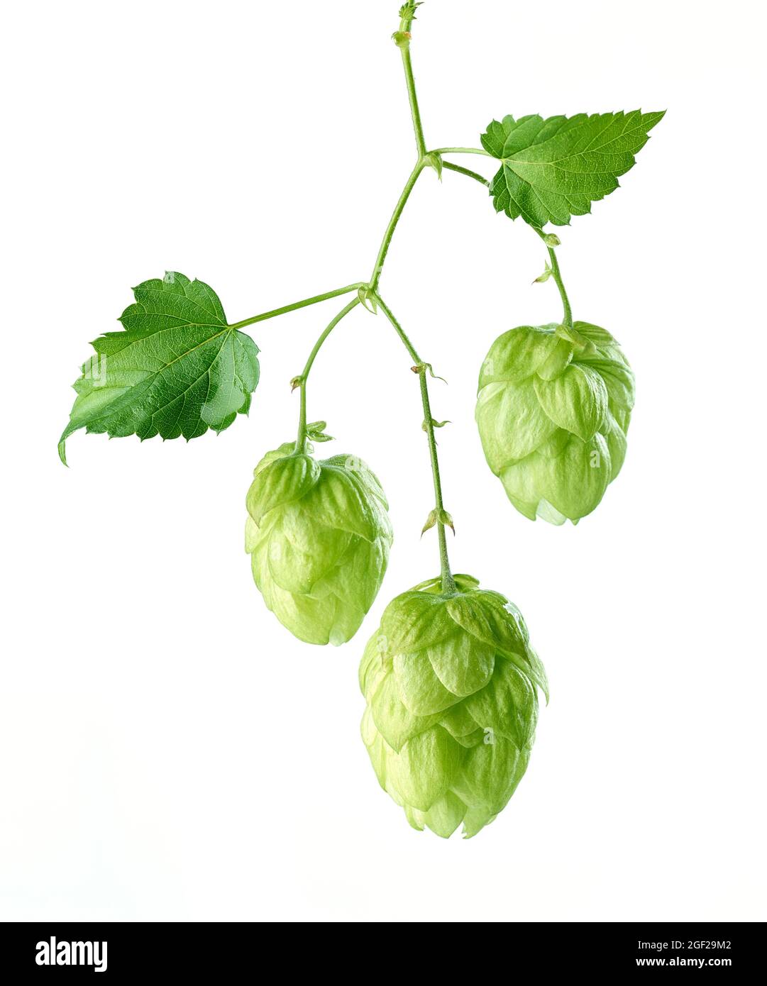 fresh green hop plant cones isolated on white background Stock Photo ...
