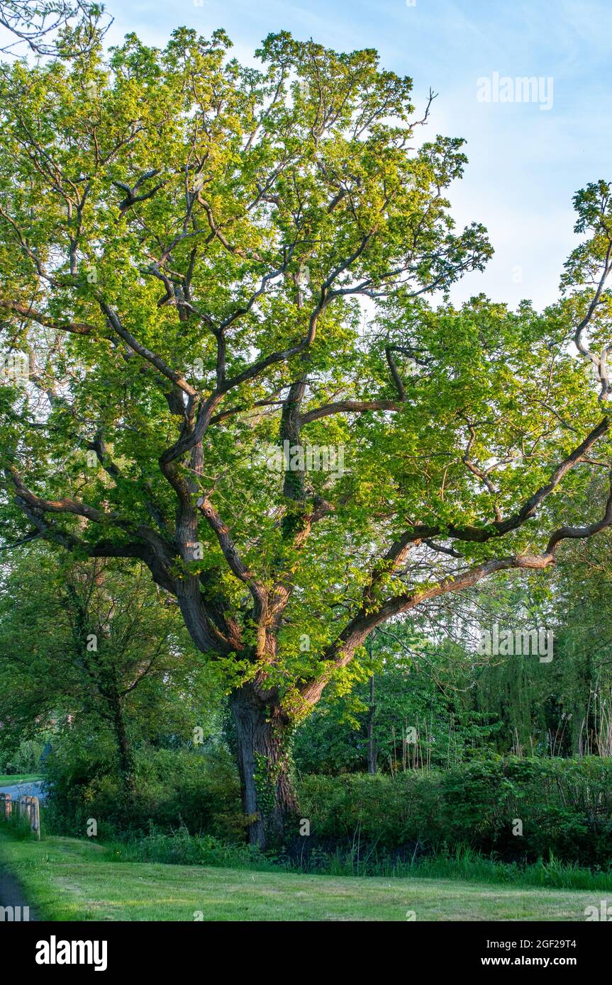 Old oak tree with vegetation on the bark hi-res stock photography and ...