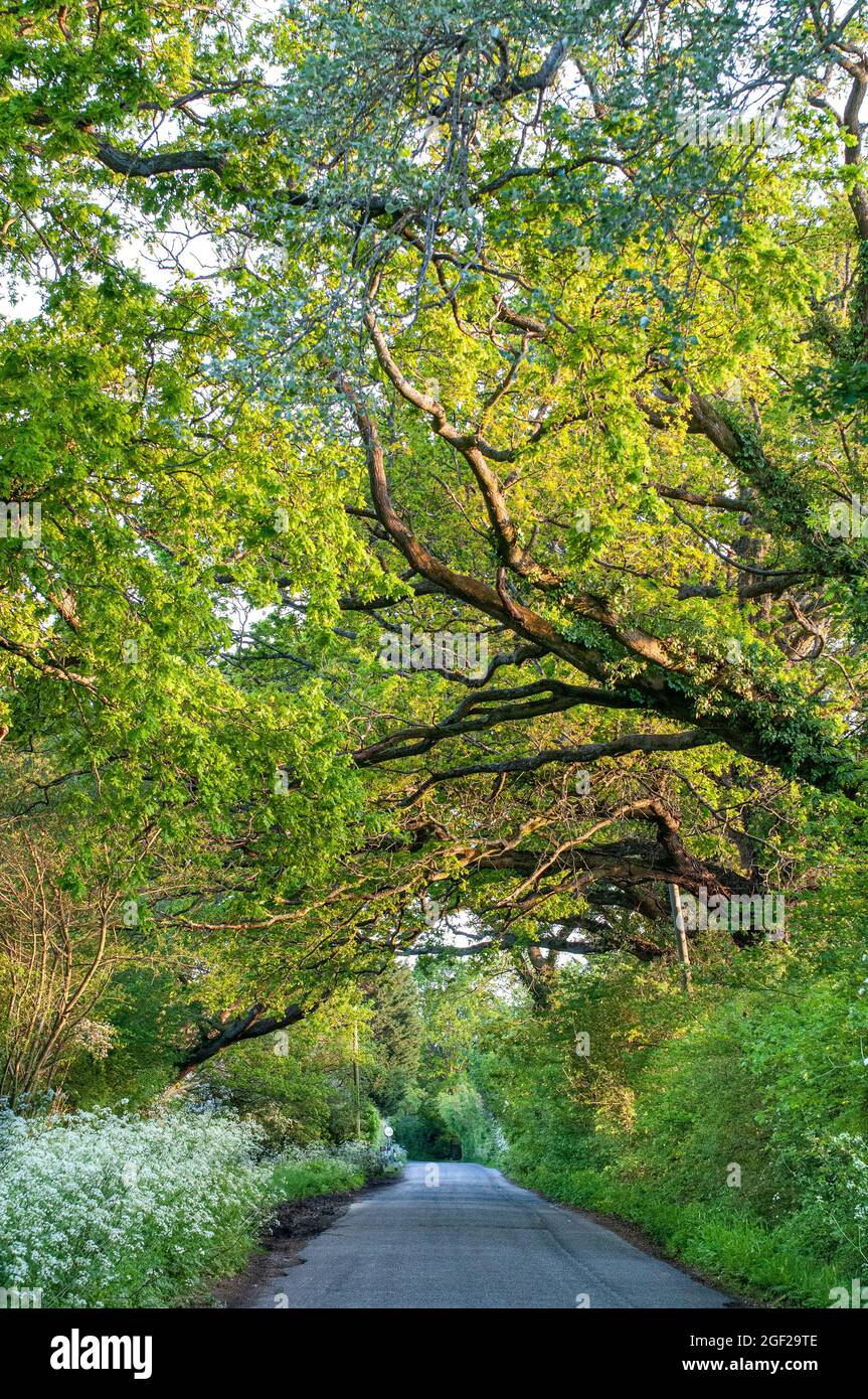 Narrow road in an avenue of trees hi-res stock photography and images ...