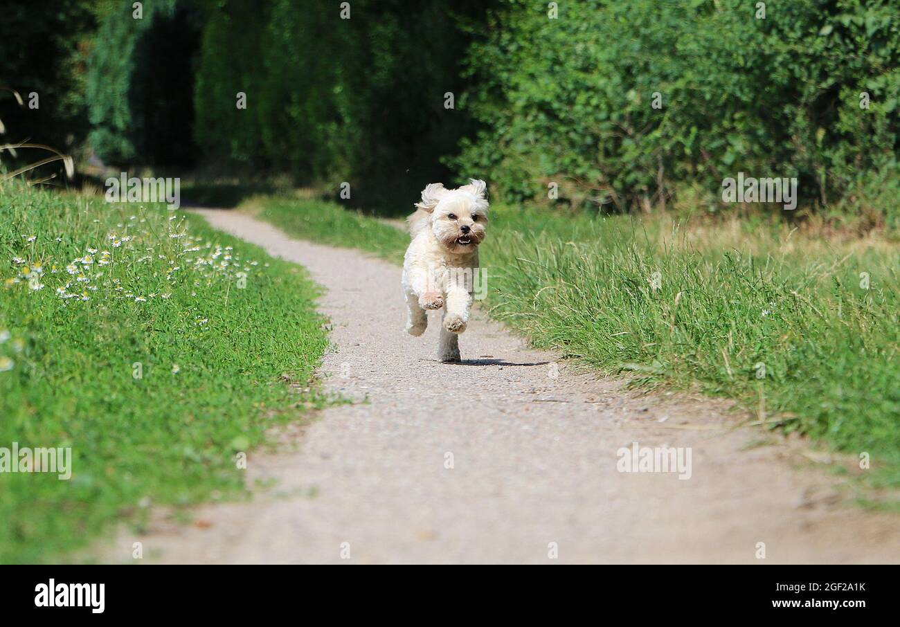 Adorable fluffy Maltese dog running on the pathway surrounded by greens ...