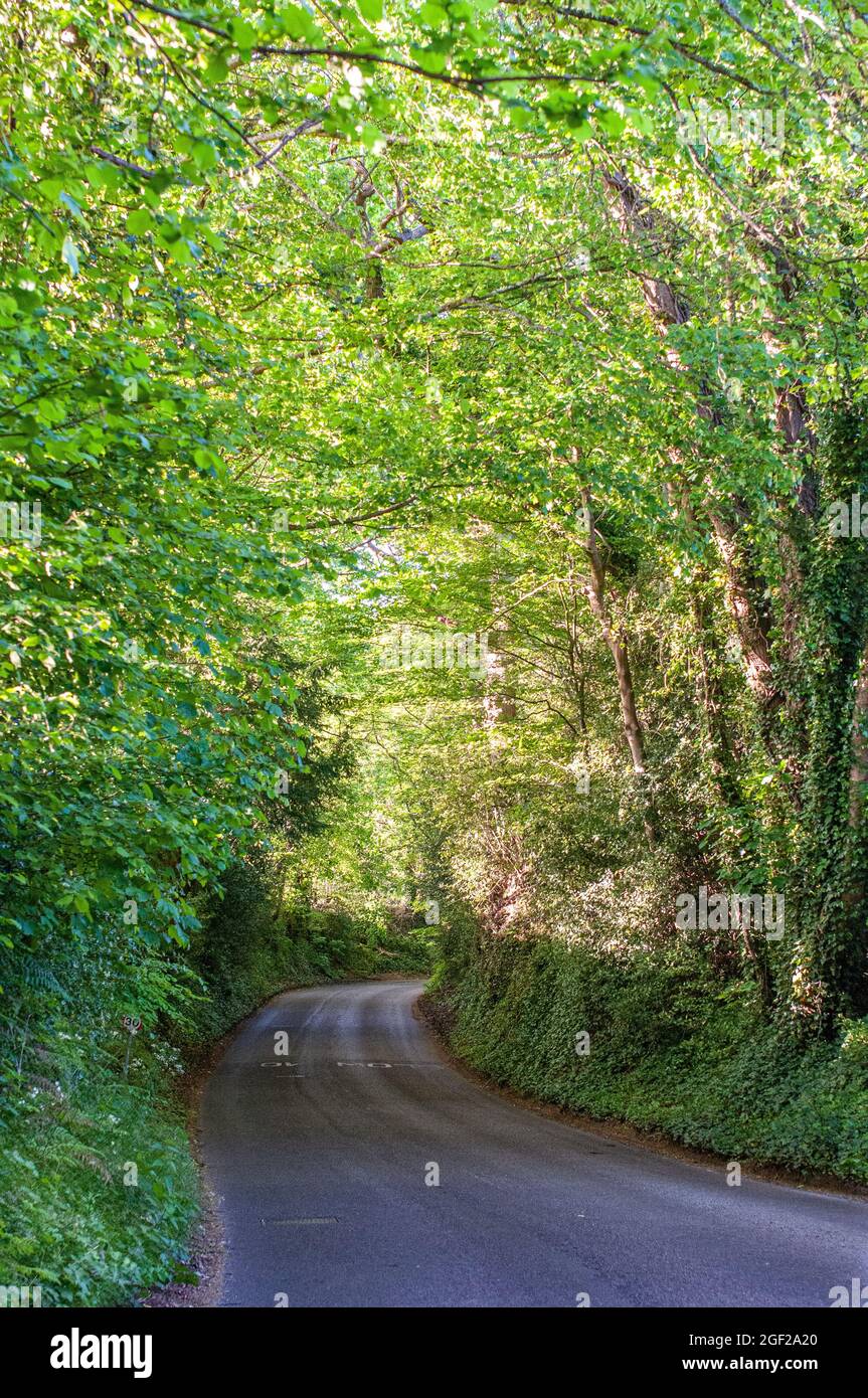 Narrow road in an avenue of trees hi-res stock photography and images ...