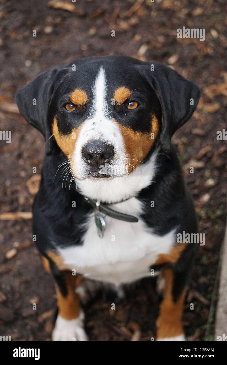 Swiss Mountain Dog Beagle Mix