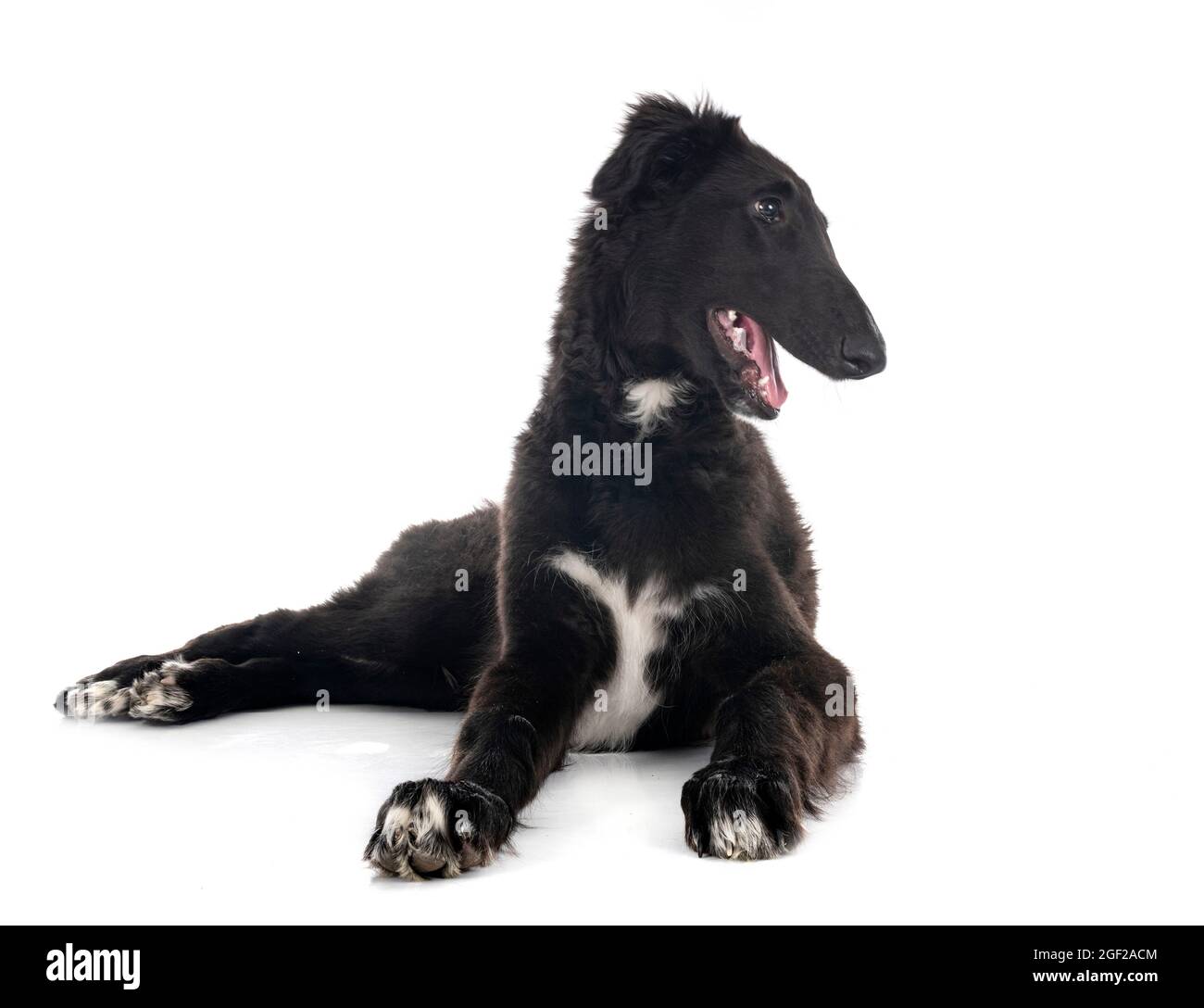 young borzoi in front of white background Stock Photo - Alamy