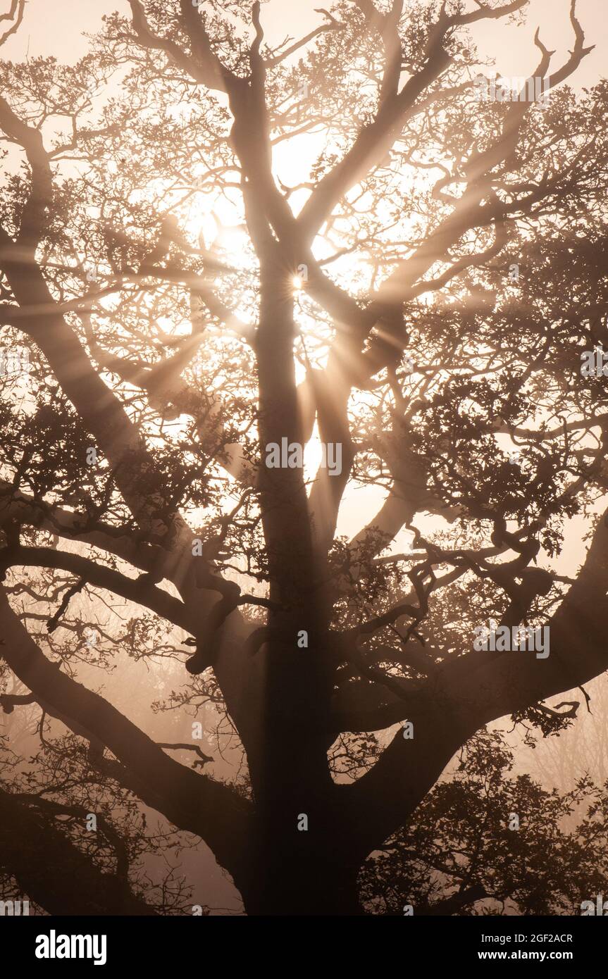 Old, large oak tree in sun light on sunset with clear sky and a light ...