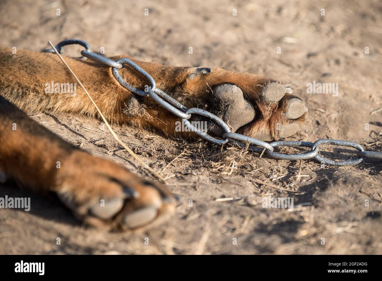 Big Beauceron dog paw ith the chain close up background Stock Photo - Alamy