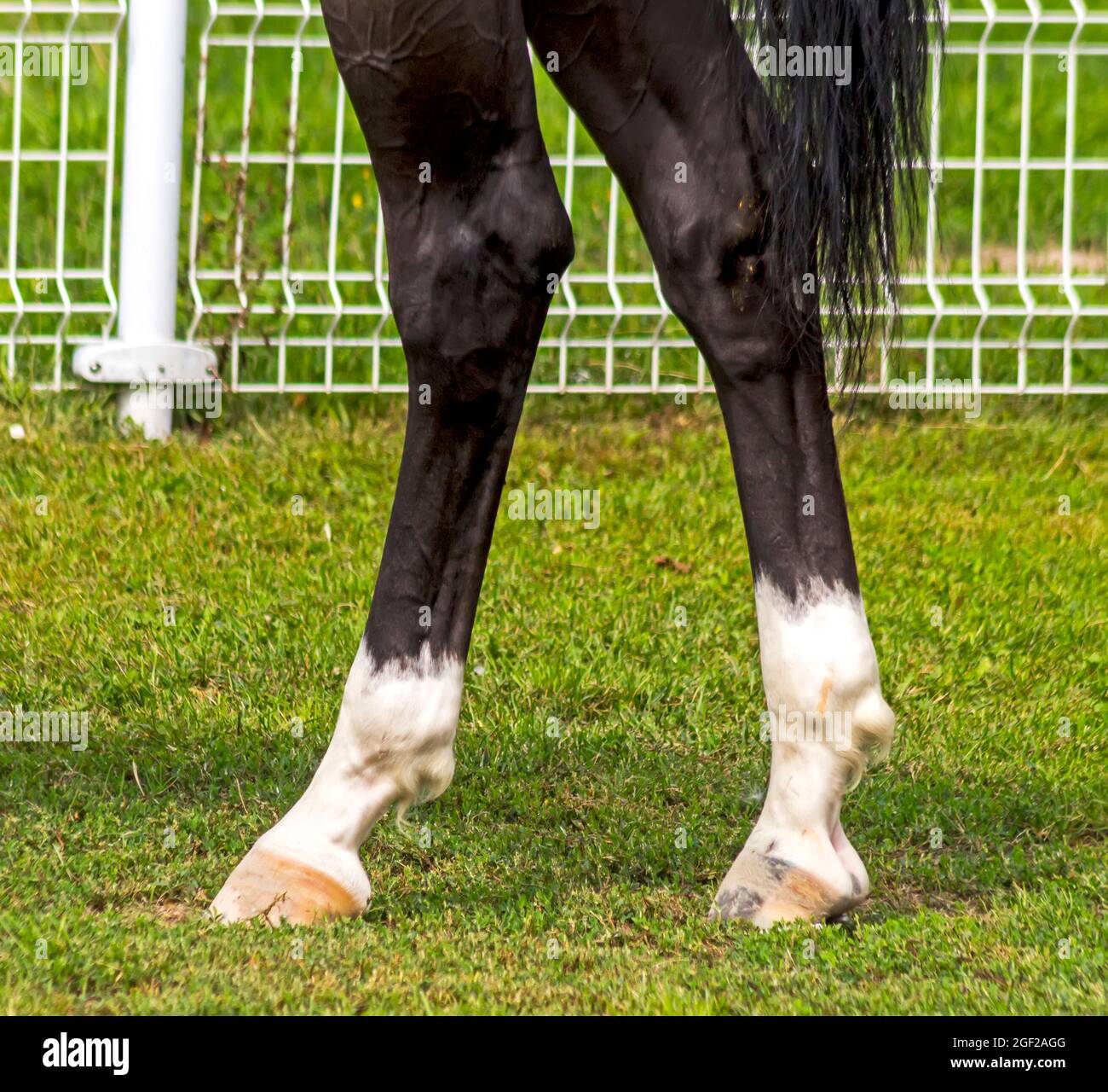 Horse legs close-up on the grass track of the racetrack Stock Photo - Alamy