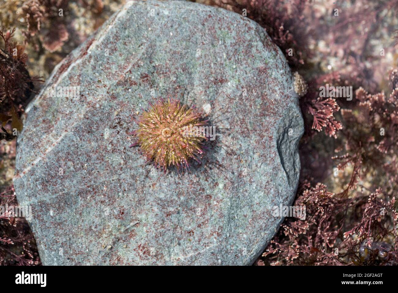 Sea Urchin; Sp. Psammechinus; UK Stock Photo - Alamy