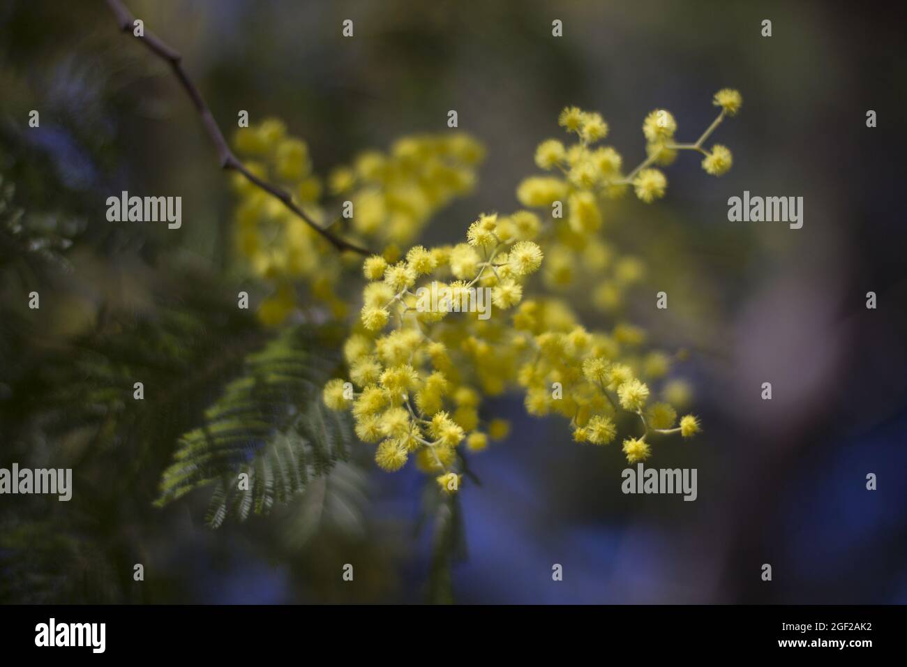Yellow mimosa flower Stock Photo - Alamy