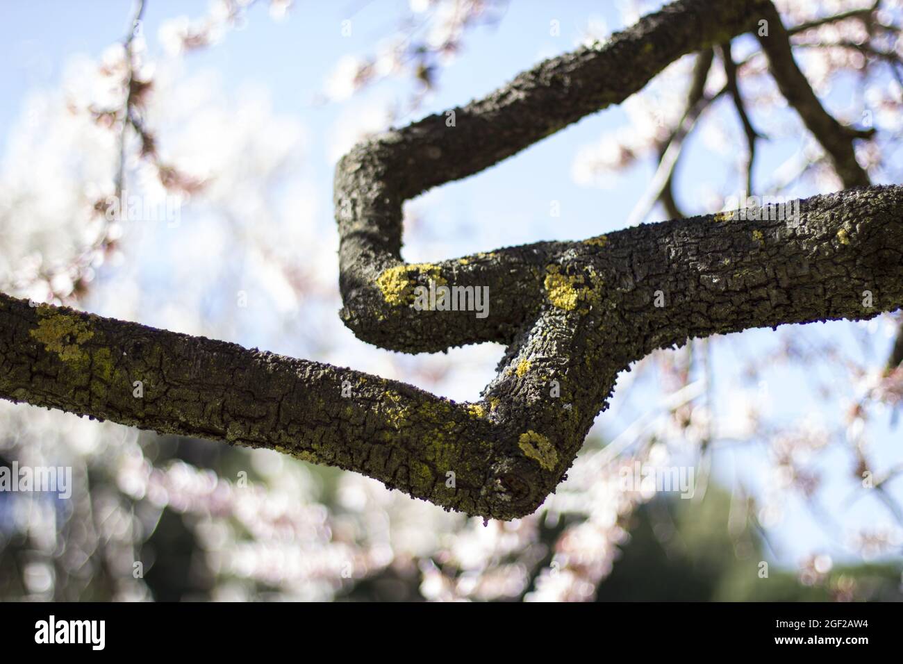 Lichen on apple tree hi-res stock photography and images - Alamy