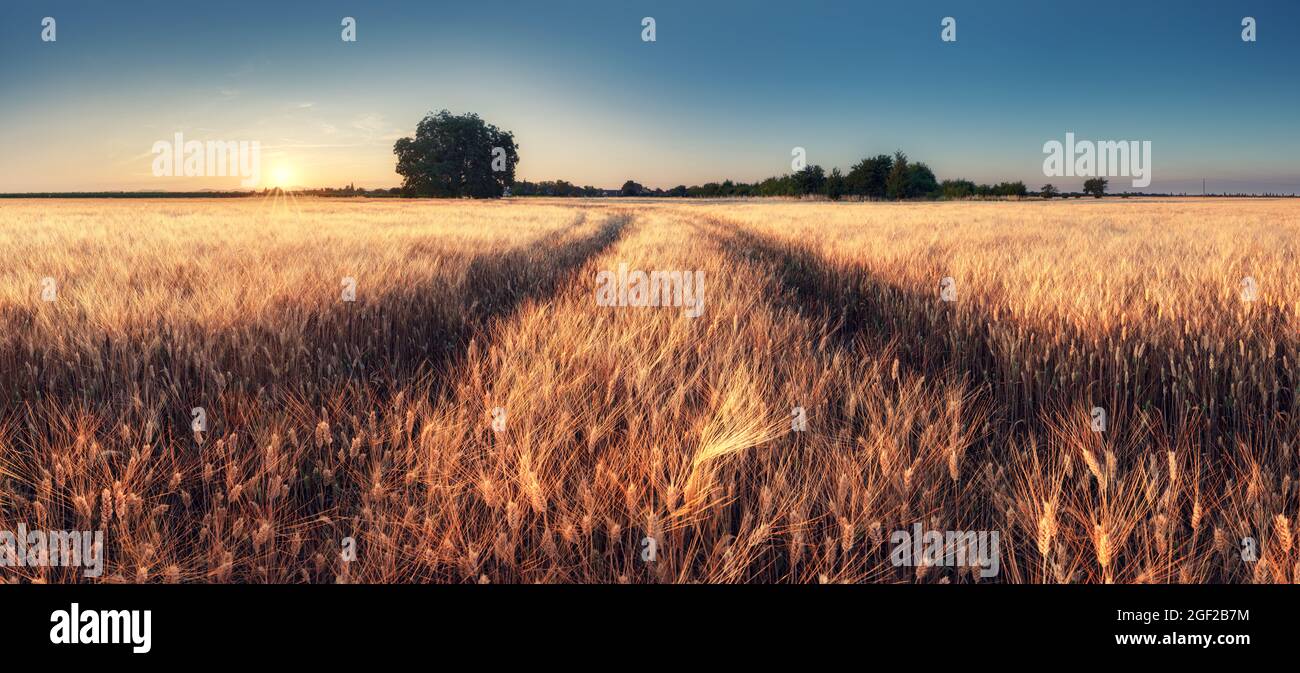 Gold wheat field panorama tree hi-res stock photography and images - Alamy
