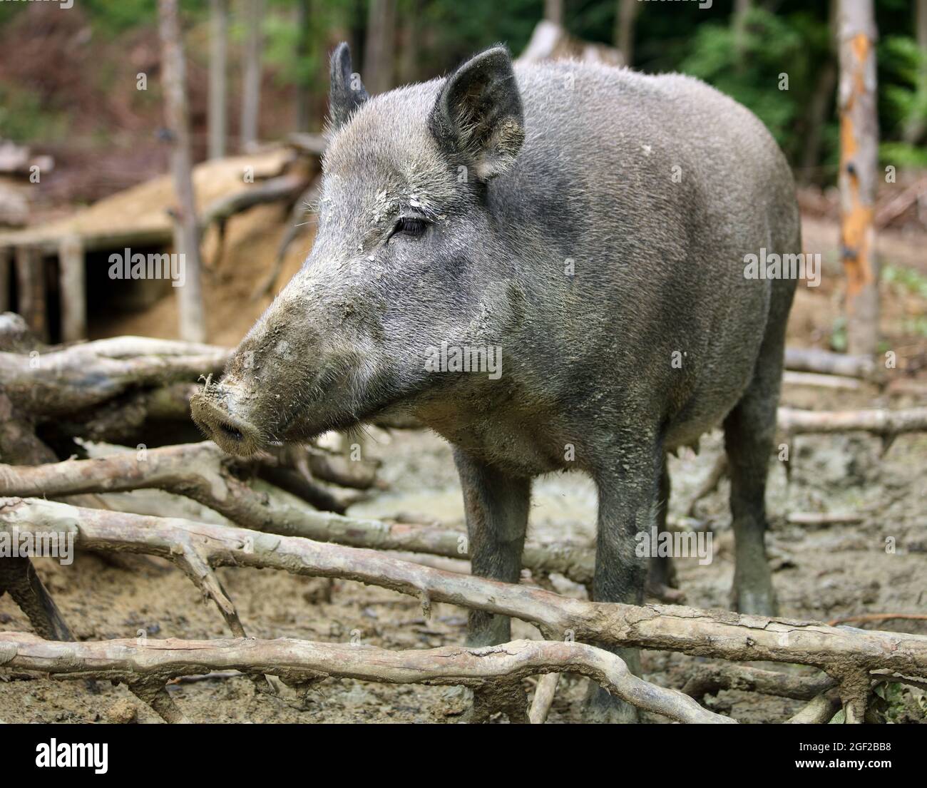 Boars teeth hi-res stock photography and images - Alamy