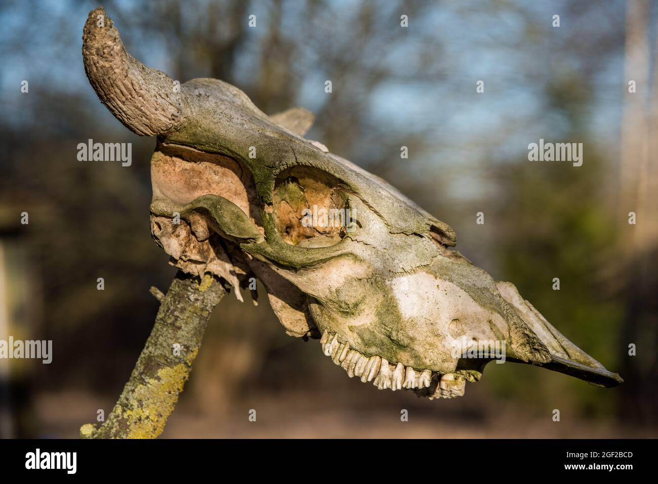Dead cow skeleton bone bones hi-res stock photography and images - Alamy