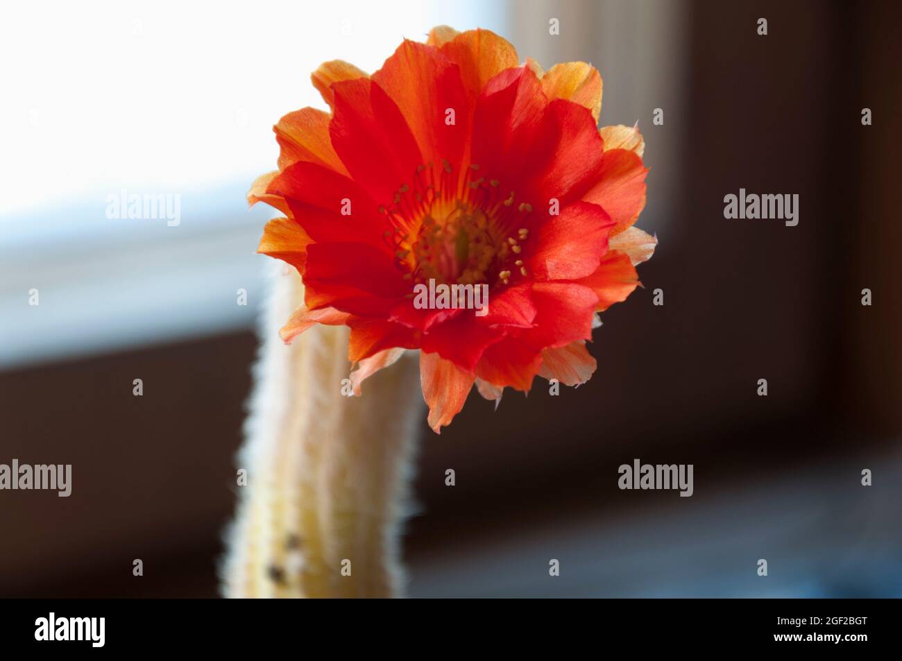 Orange Cactus Flower Stock Photo - Alamy