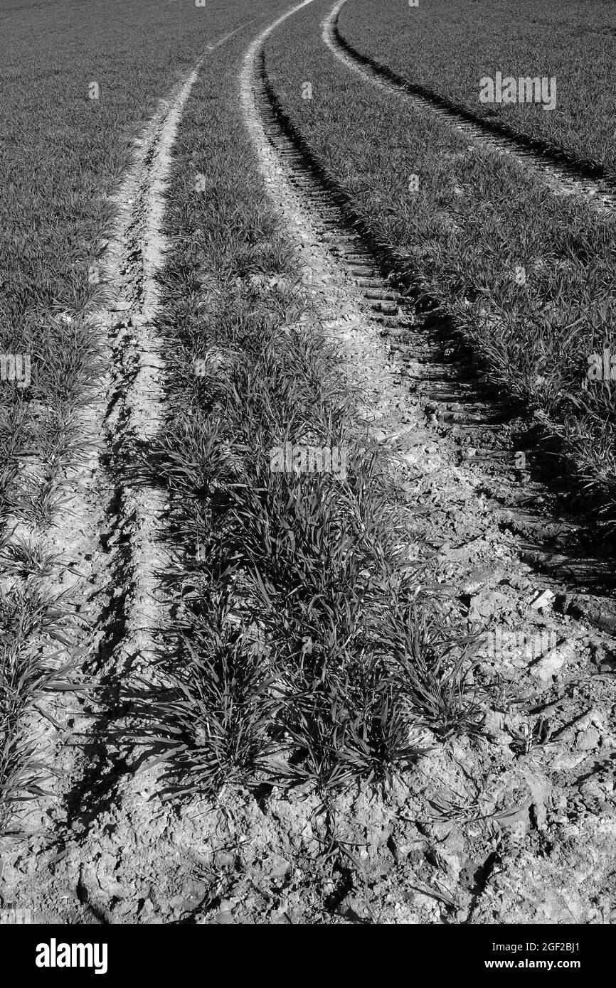 Grayscale shot of tractor traces in the field Stock Photo - Alamy