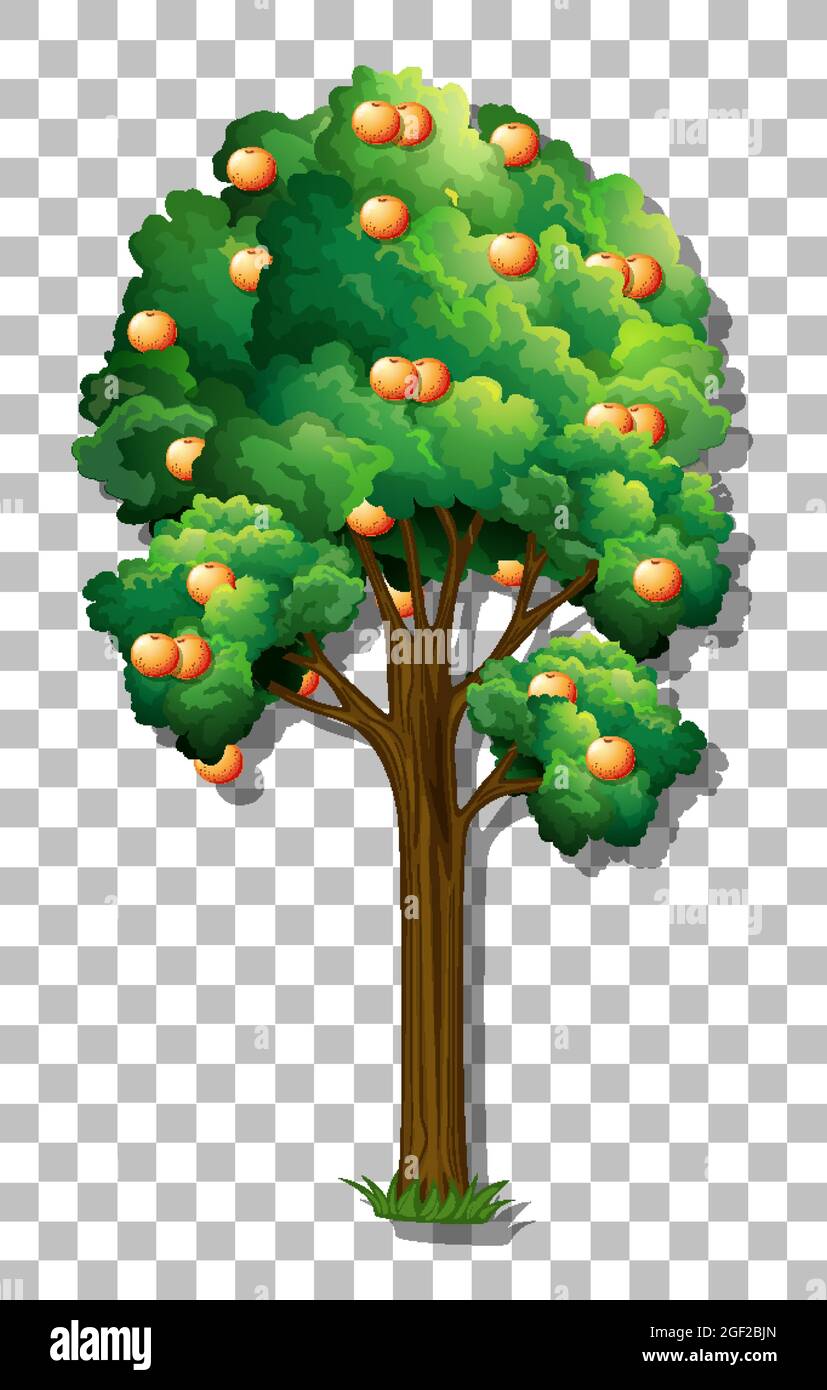 Orange tree on transparent background illustration Stock Vector Image ...