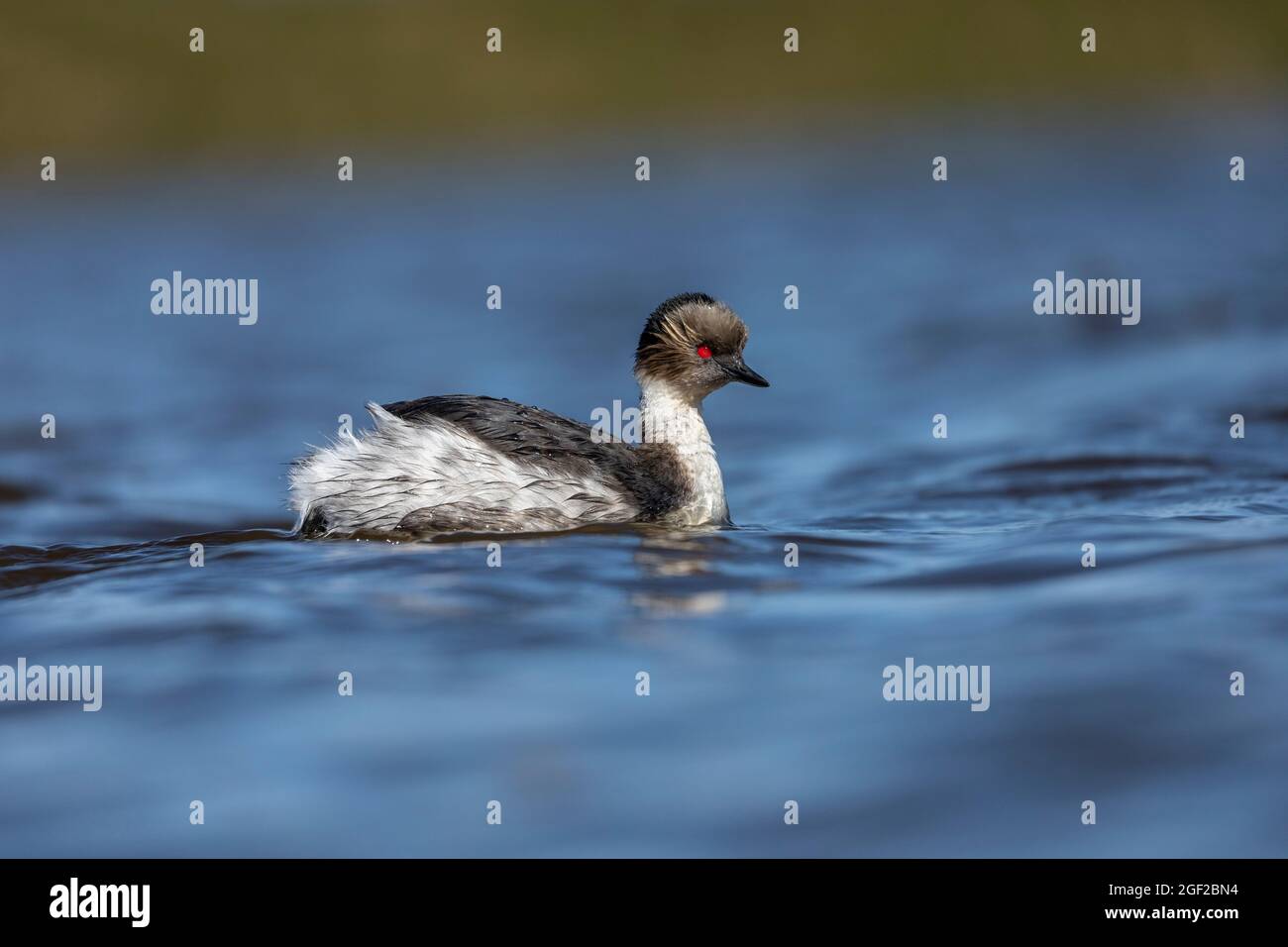 Silvery Grebe; Podiceps occipitalis; Swimming; Falklands Stock Photo ...