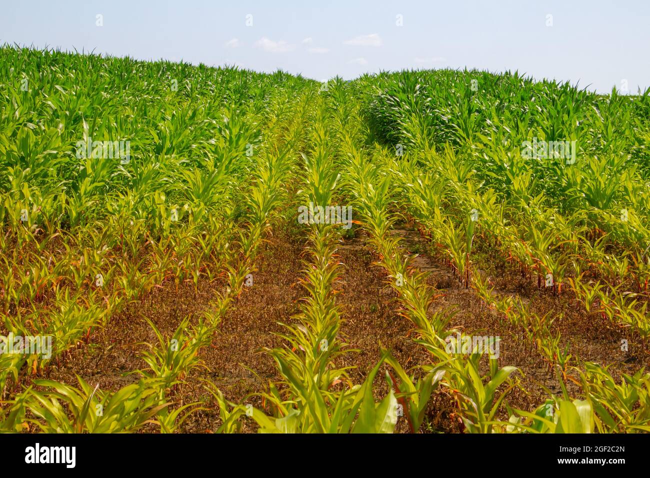 Close up of a corn field Stock Photo - Alamy
