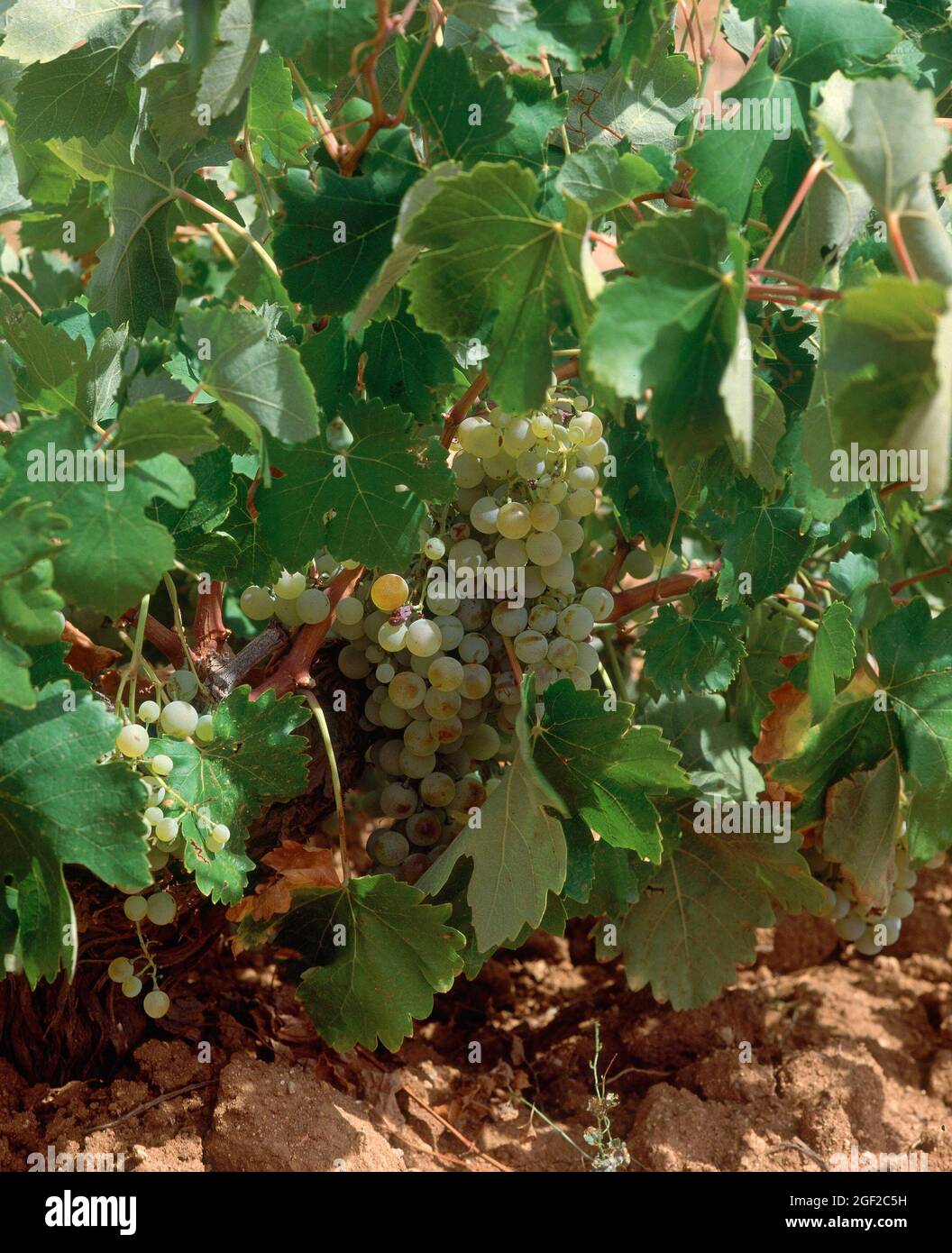 Racimos de uva hi-res stock photography and images - Alamy