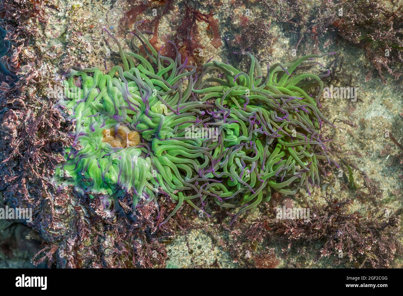 Snakelocks Anemone; Anemonia viridis; Rock Pool; UK Stock Photo - Alamy