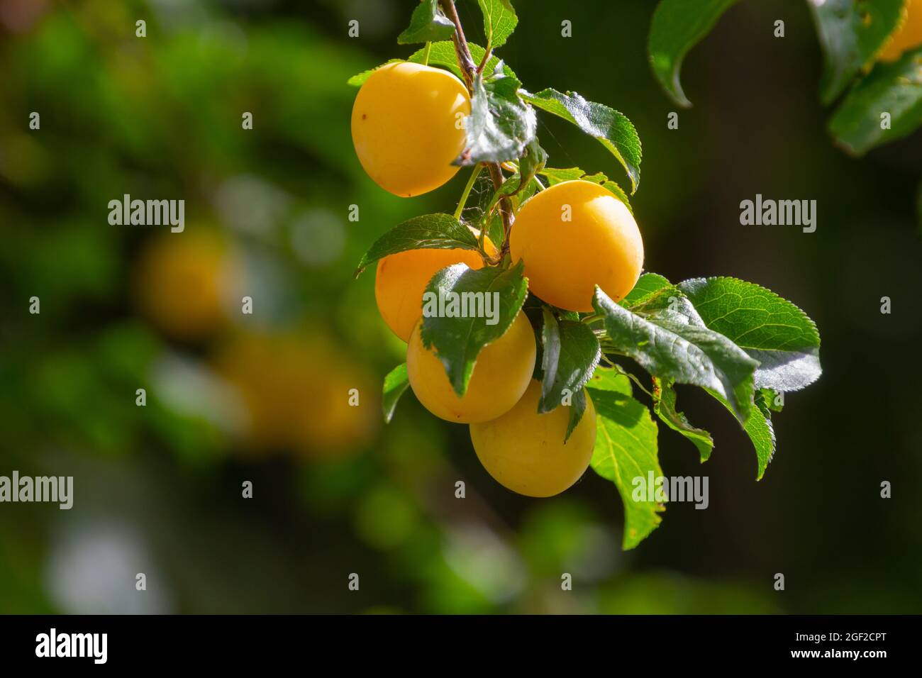 Close up of fresh yellow mirabelle plums fruit on a tree branch, also ...