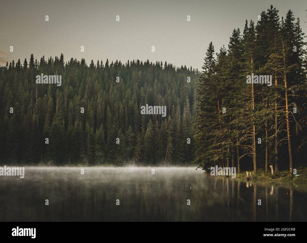 Landscape with forest and lake mist on Stock Photo - Alamy
