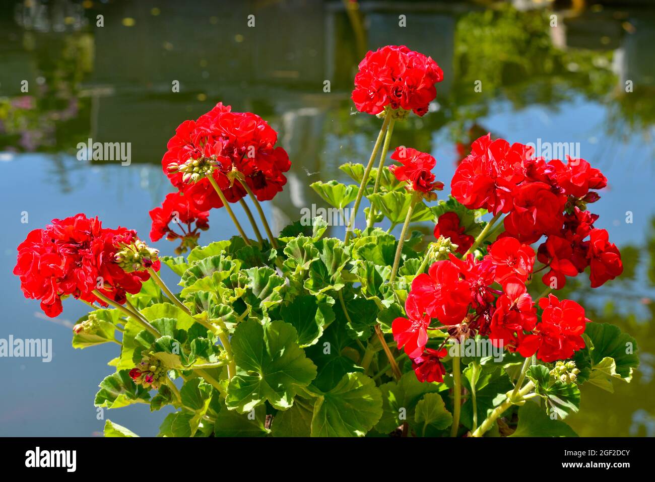Red geranium flowers at the water's edge Stock Photo - Alamy