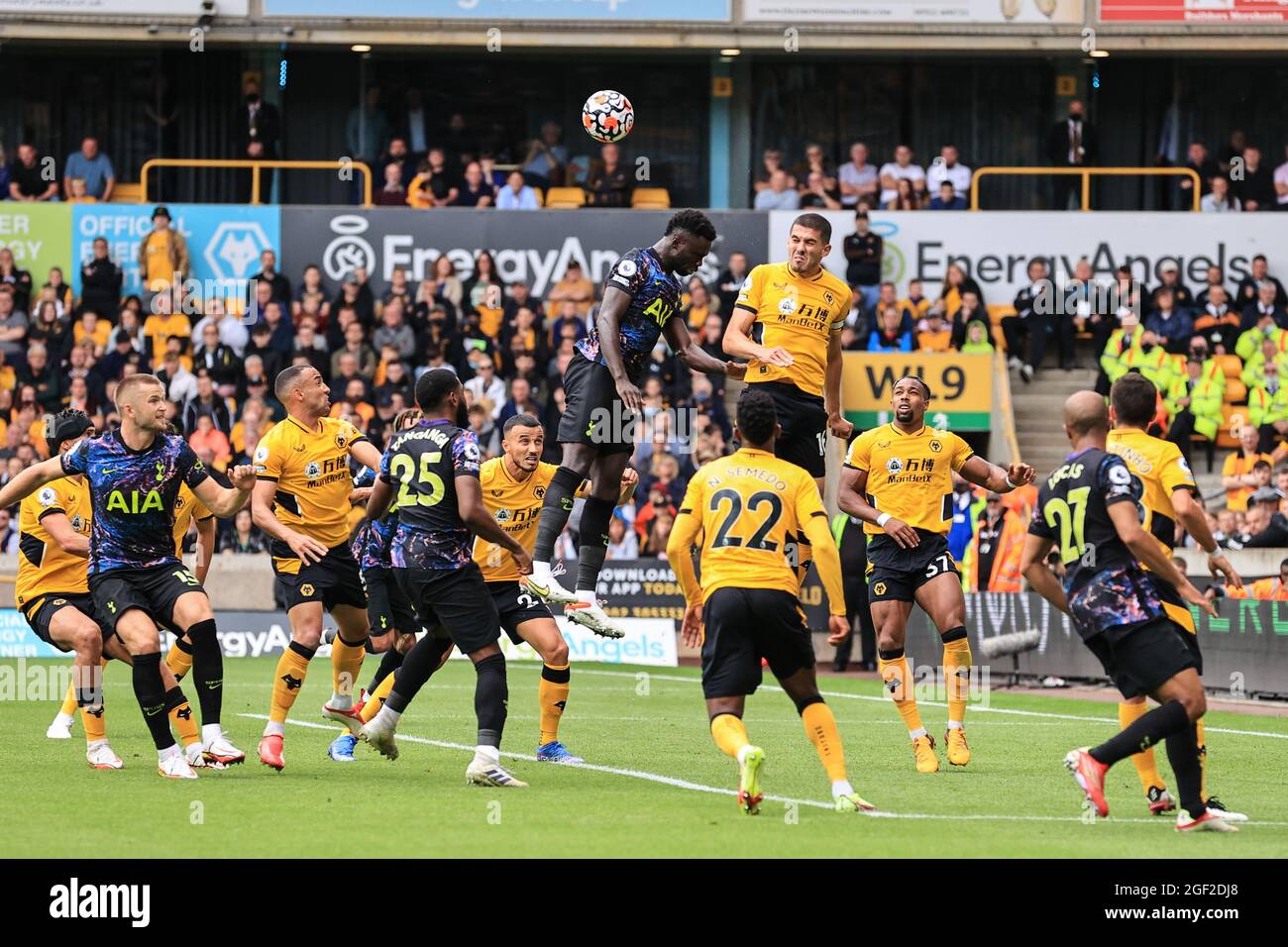 Morgan gibbs white wolves hi-res stock photography and images - Alamy