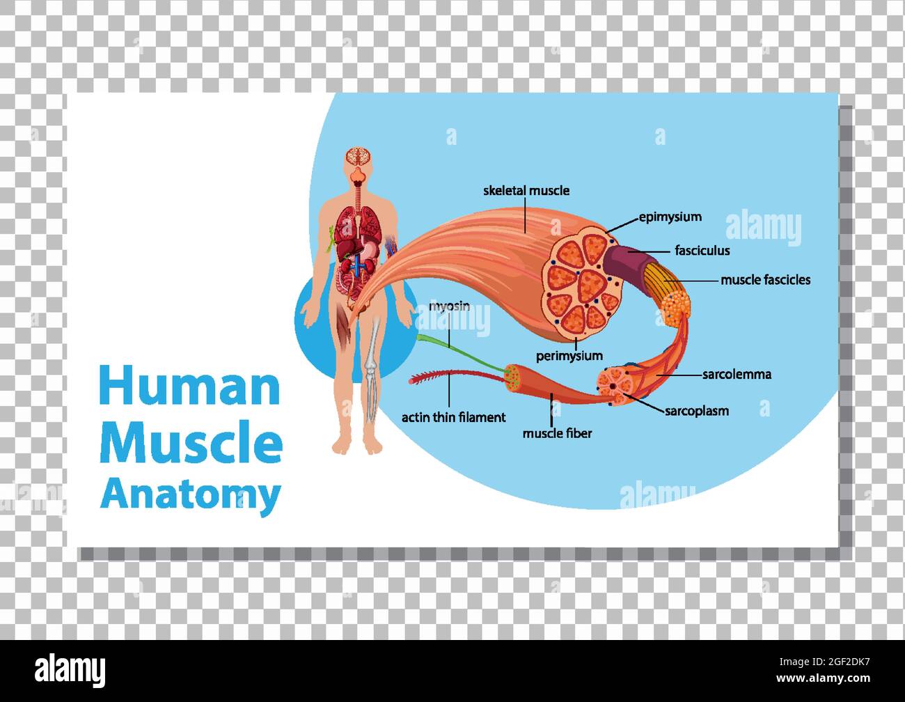 Human muscle anatomy with body anatomy illustration Stock Vector Image ...
