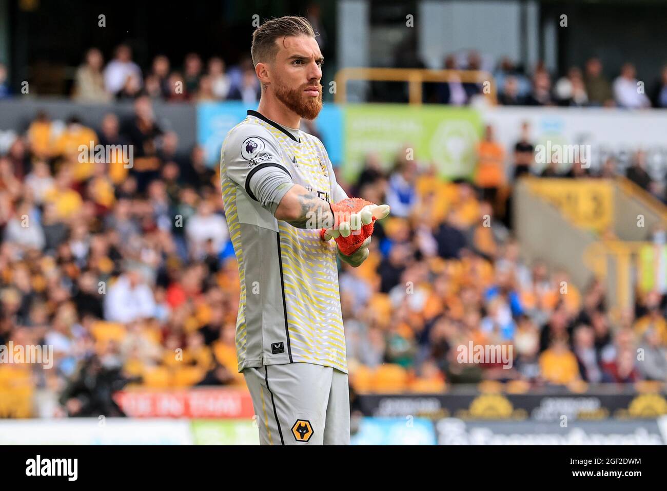 Jose sa wolves hi-res stock photography and images - Alamy