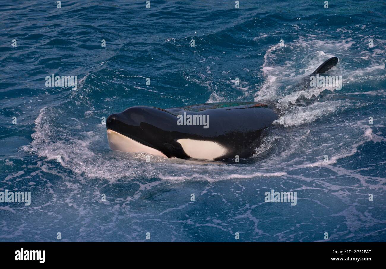 Closeup a killer whale (Orcinus orca) swimming in blue water Stock ...