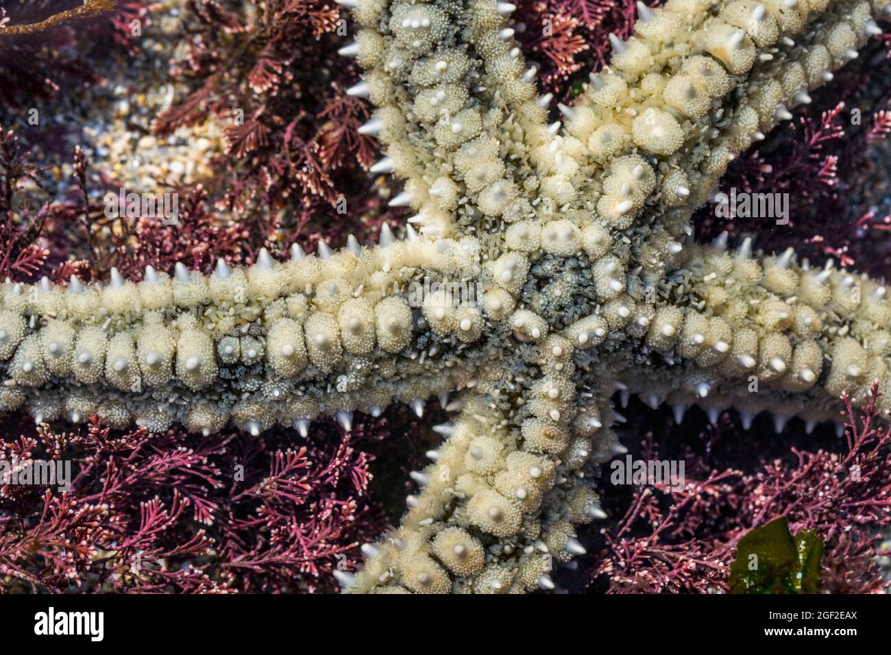 Spiny Starfish; Marthasterias glacialis; Rock Pool; UK Stock Photo - Alamy
