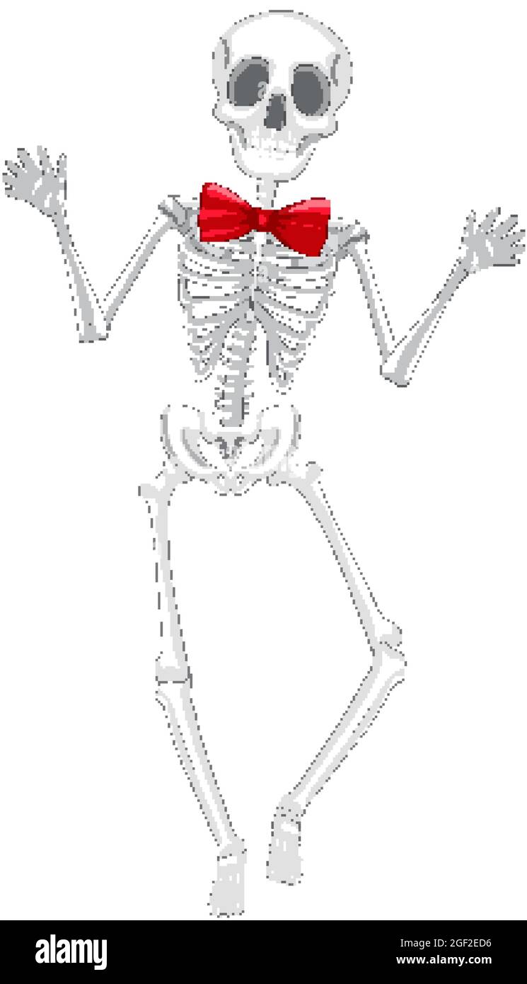 Isolated human skeleton anatomy illustration Stock Vector Image & Art ...